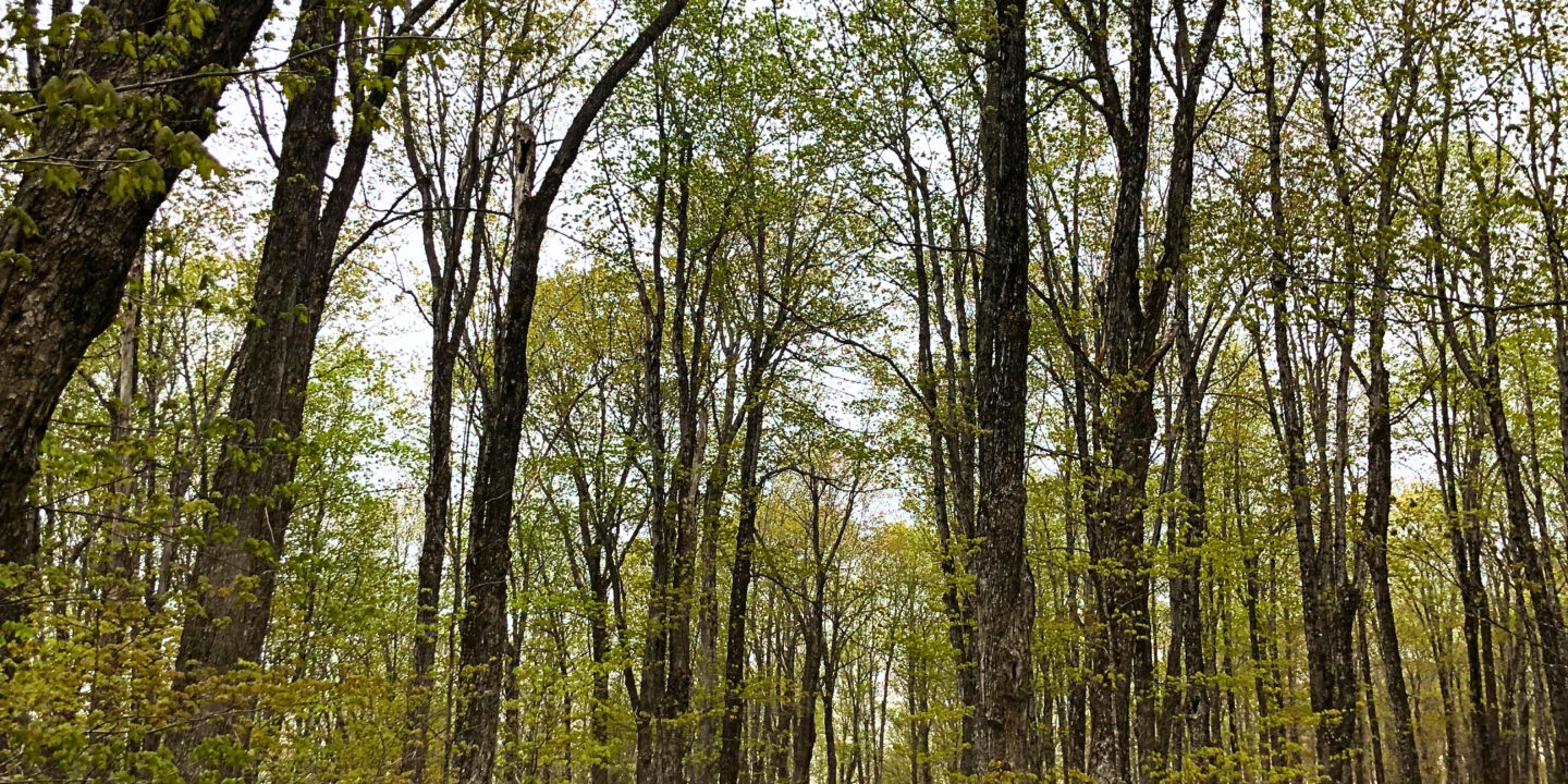 DEP Aménagement forêt - CRIFA - Centre formation Estrie