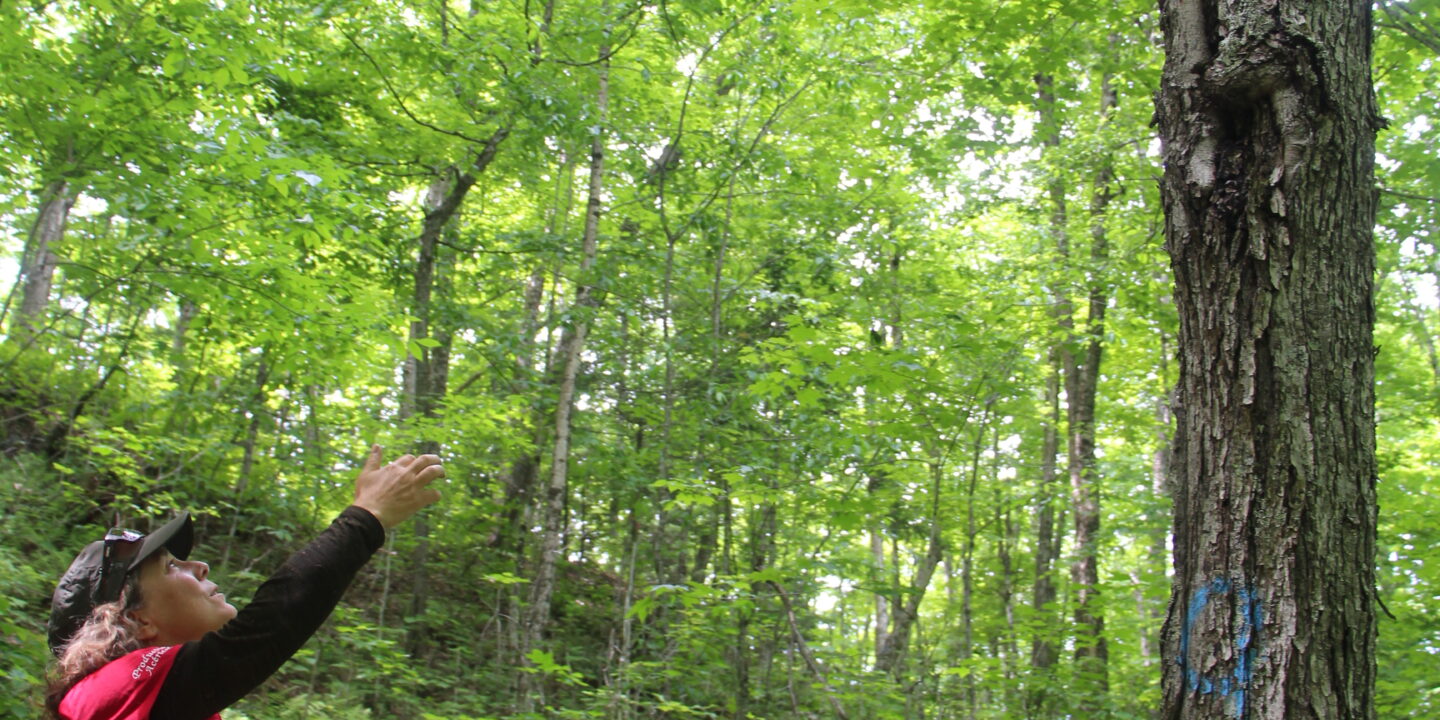 DEP Aménagement forêt - CRIFA - Centre formation Estrie
