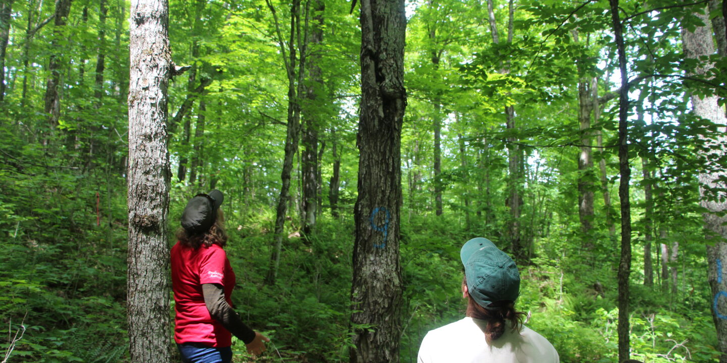 DEP Aménagement forêt - CRIFA - Centre formation Estrie