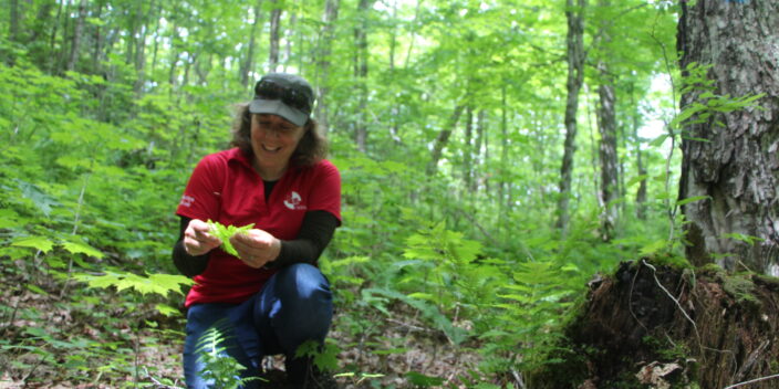DEP Aménagement forêt - CRIFA - Centre formation Estrie