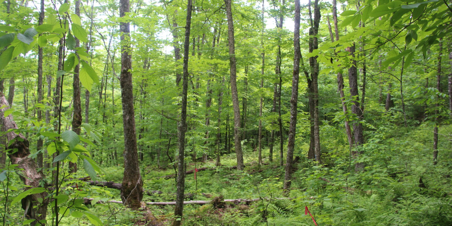 DEP Aménagement forêt - CRIFA - Centre formation Estrie