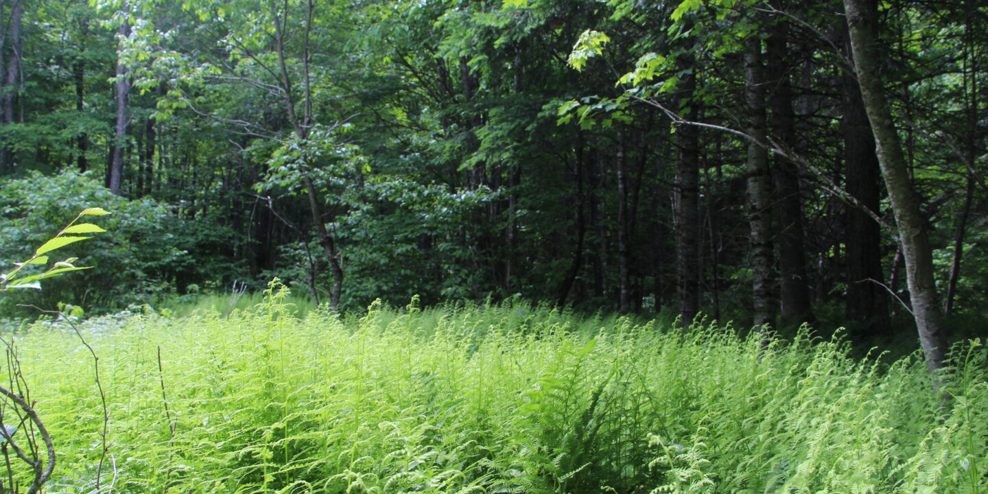 DEP Aménagement forêt - CRIFA - Centre formation Estrie