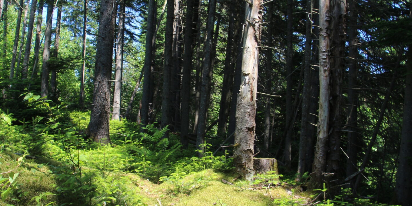 DEP Aménagement forêt - CRIFA - Centre formation Estrie
